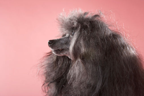 How to avoid a Poodle bite to your browser | News, Sports, Jobs ...